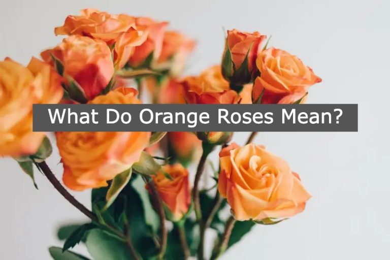 What Do Orange Roses Mean? Its Meaning May Vary with Different Shades ...